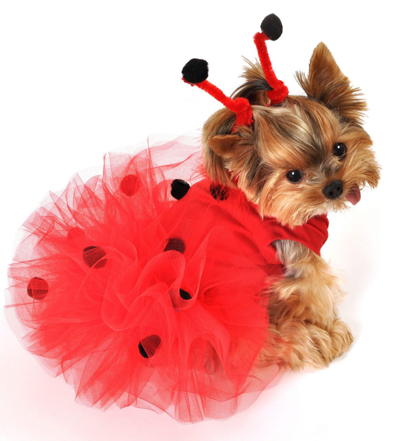 LADYBUG IDENTIFICATION CHART | The Howler Monkey