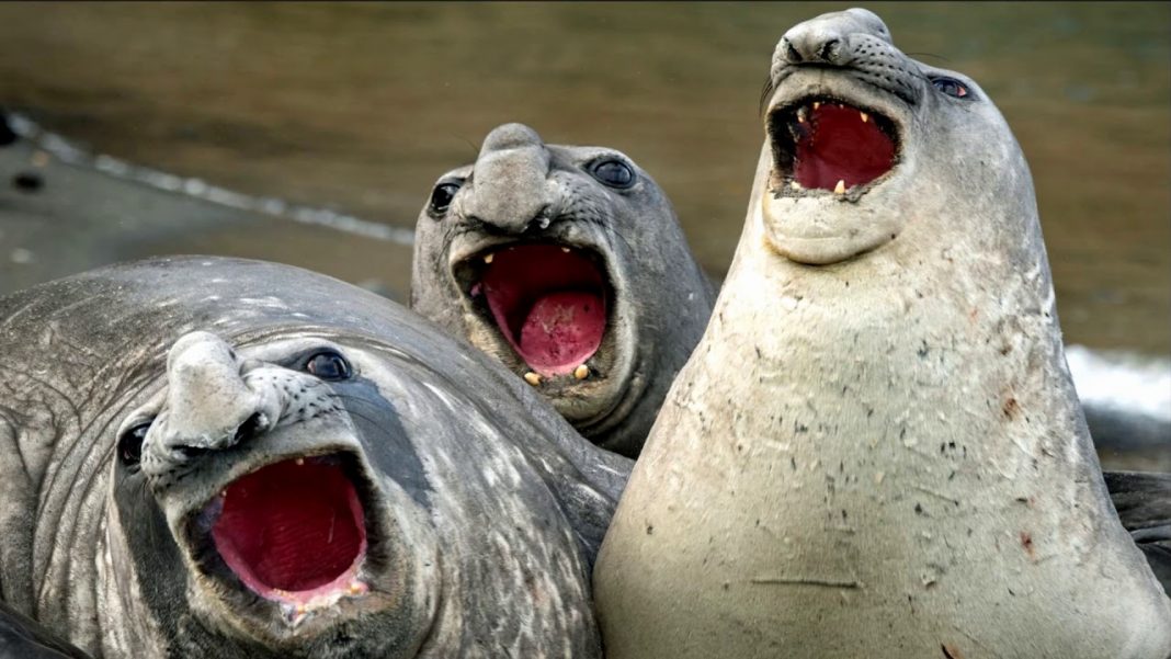 SUPER FUNNY ANIMALS DANCING & SINGING | The Howler Monkey